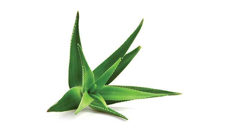 Celebrity Stylist Eddie Wunderlich Launches Aloe-Infused Haircare | Happi
