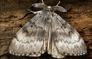 Invasive Pests Bug USDA | Happi