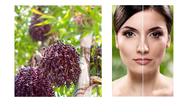 Beraca Introduces New Ingredients | Happi