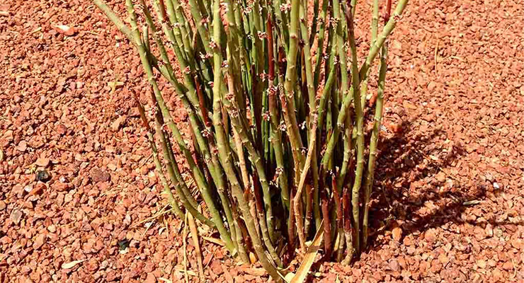 Unlocking the Secrets of Radiant Skin with Sustainable Candelilla Wax ...