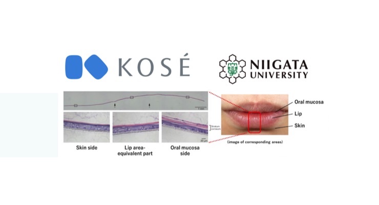 Kosé and Niigata University Develop 3D-Epithelial Model For Human Lips ...