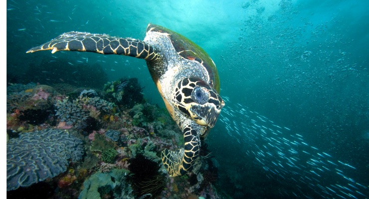 Mary Kay Helps Sea Turtles, Sustainable Eco-Tourism | Happi