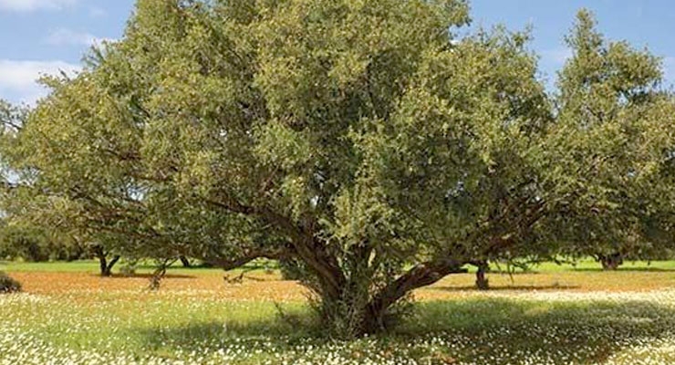 Inconspicuous Consumption | Happi