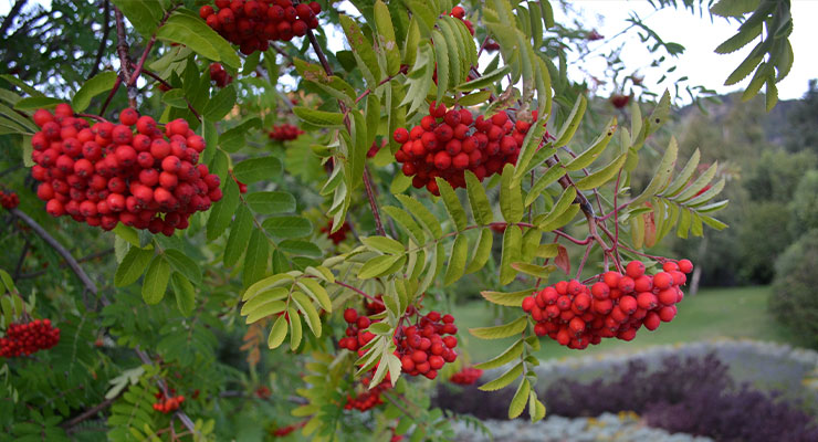 Supramolecular Tonic Double Micellar Rowanberry Serum | Happi