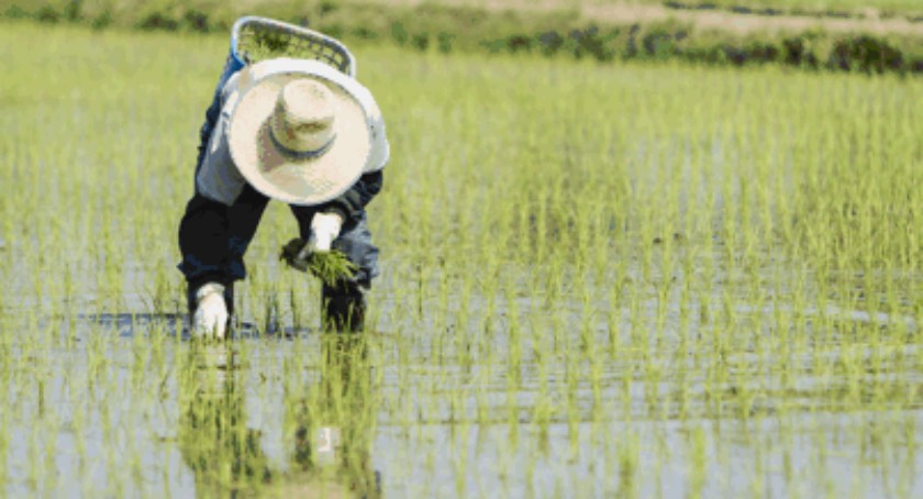 Seiwa Kasei Introduces Hydrolyzed Rice Protein Powder for Healthy Hair ...