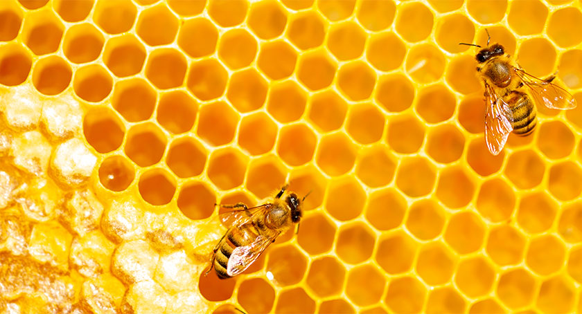 Next Generation Propolis Extract | Happi