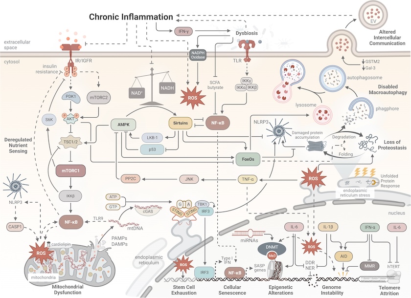 Orchestrating Circadian Systems for Delayed Skin Inflammatory Aging | Happi