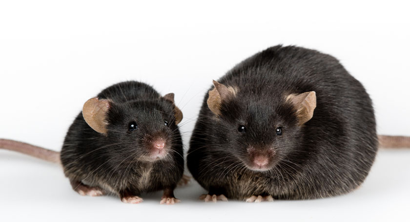 Longevity Versus Aging | Happi